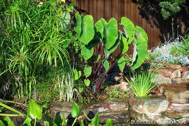 Texas Native Landscapes Gallery - Dubberley Landscape