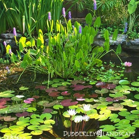 Texas Native Landscapes Gallery - Dubberley Landscape