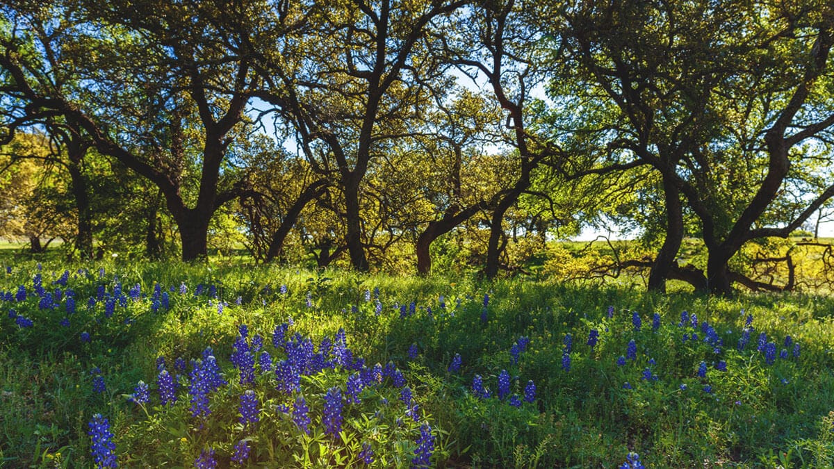 A Guide to Trees for North Texas