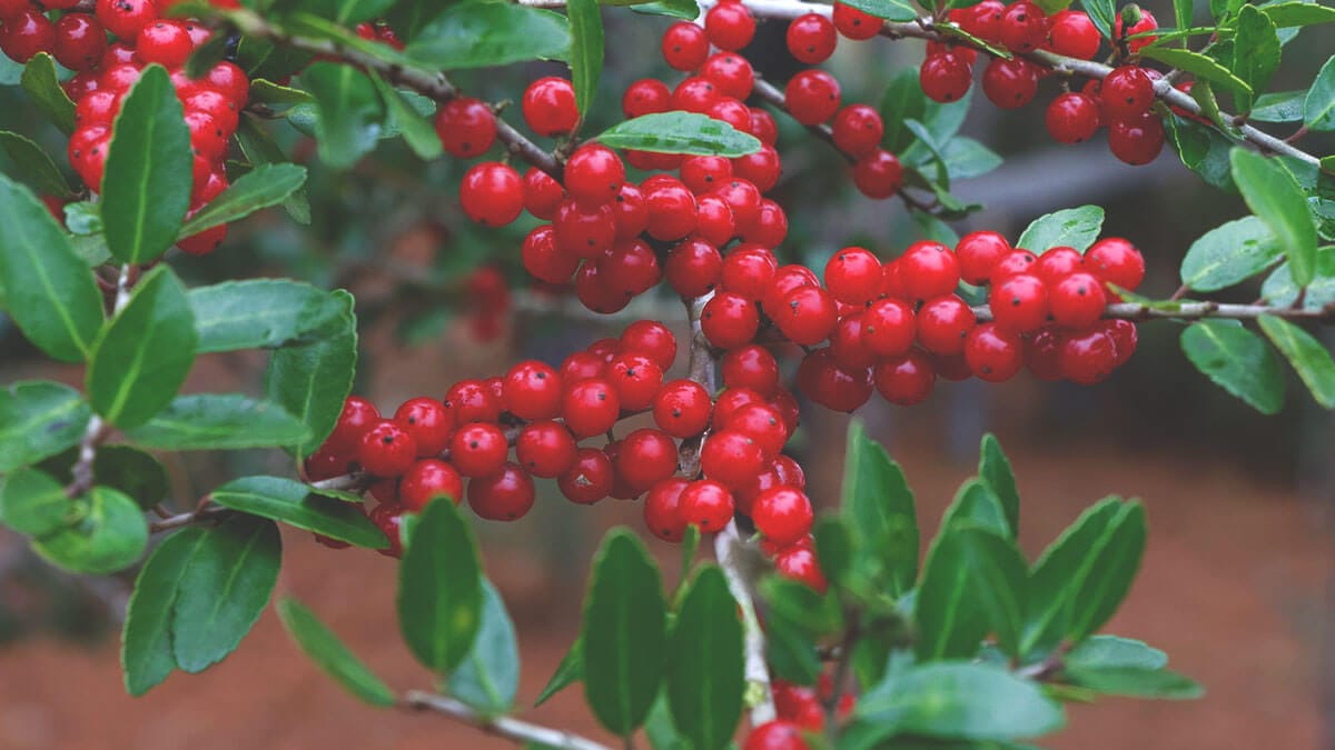 A Guide to Trees for North Texas