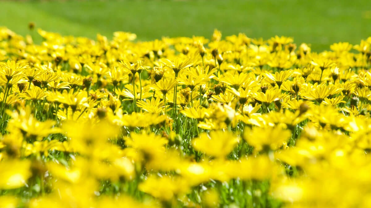 Spring Garden Events Around the Metroplex