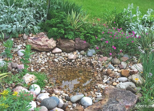 Rain Garden Gallery - Dubberley Landscape - Plano, Texas