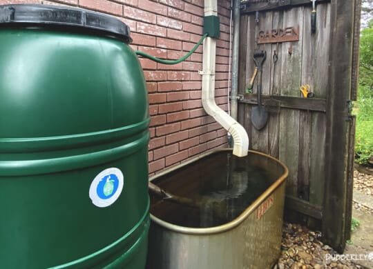 Rain Garden Gallery - Dubberley Landscape - Plano, Texas